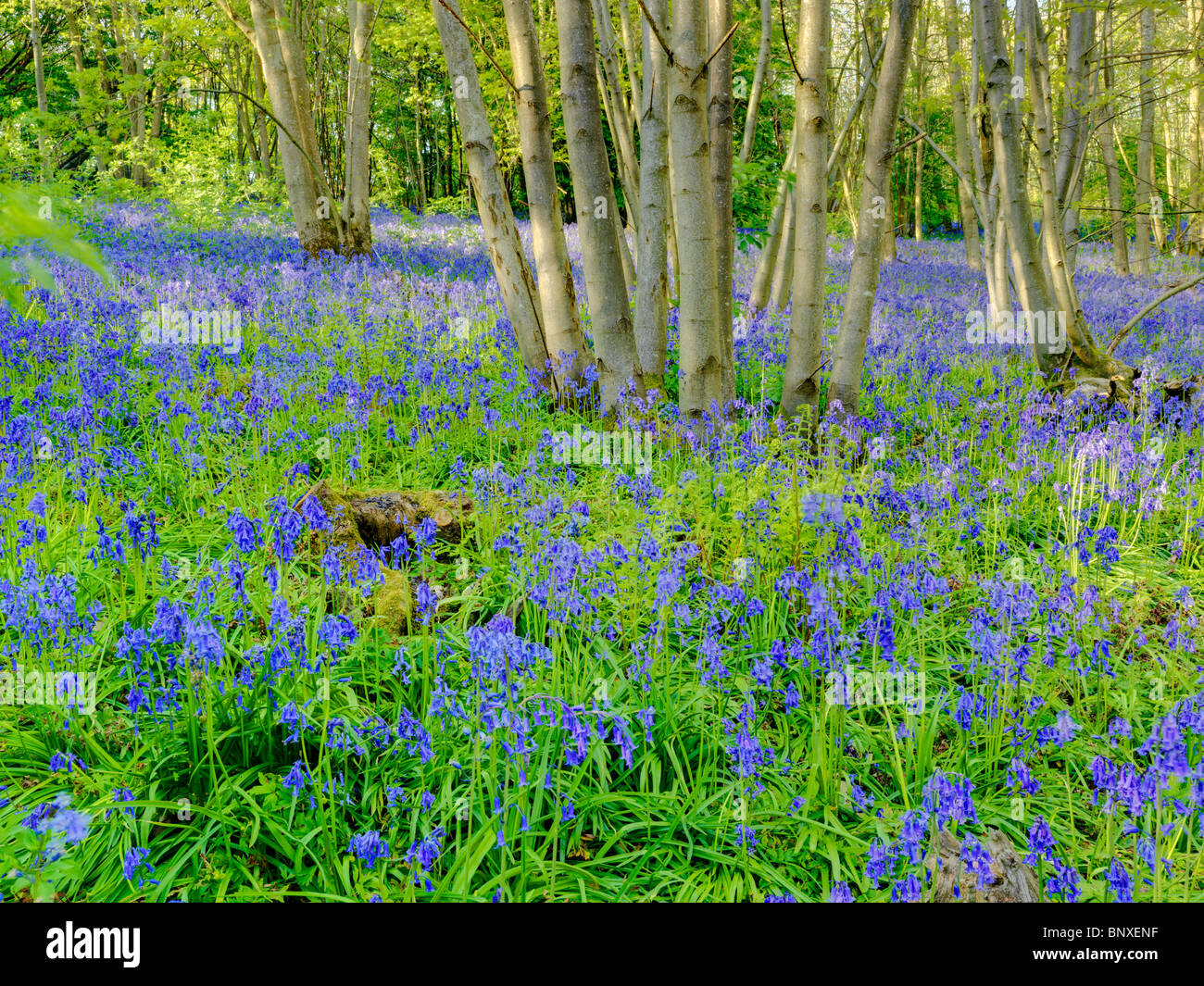 Kentish forest hi-res stock photography and images - Alamy