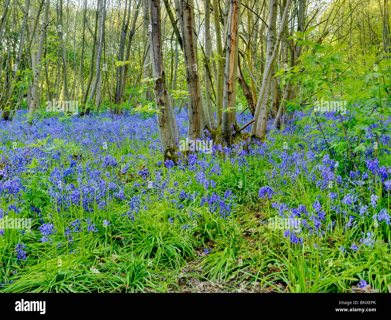 Bluebell flowers wood hi-res stock photography and images - Alamy