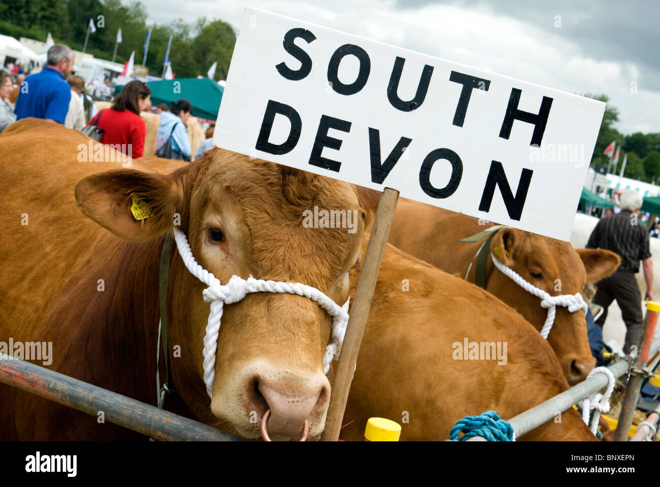 South Devon Cattle at a country show in Mid Devon Stock Photo - Alamy