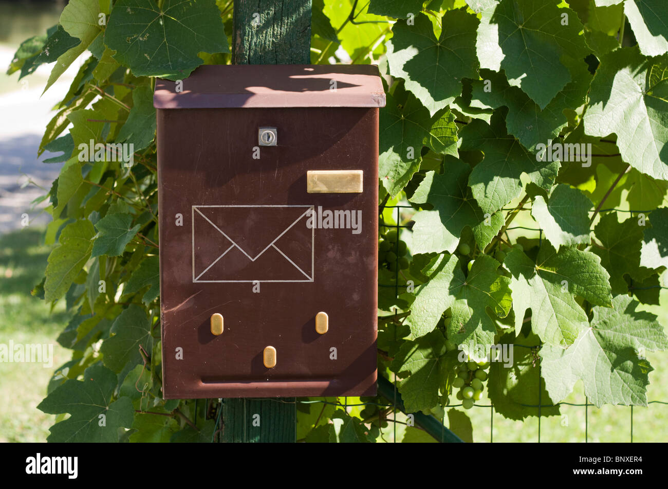 Old mailbox by the vine Stock Photo - Alamy