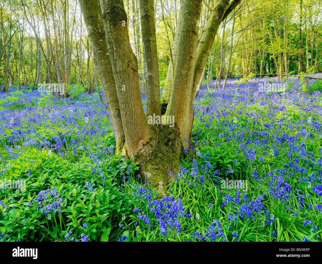 Bluebell woods kent hi-res stock photography and images - Alamy