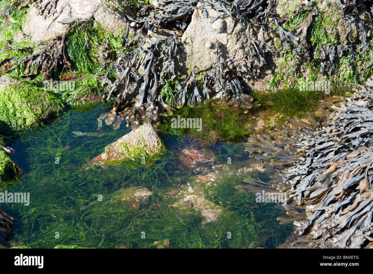 Rockpool with green seaweed of the Ulva species and Bladder Wrack ...