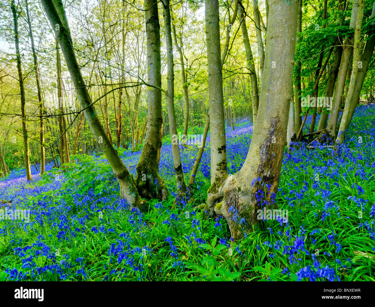 Bluebell Wood Kent Stock Photo - Alamy