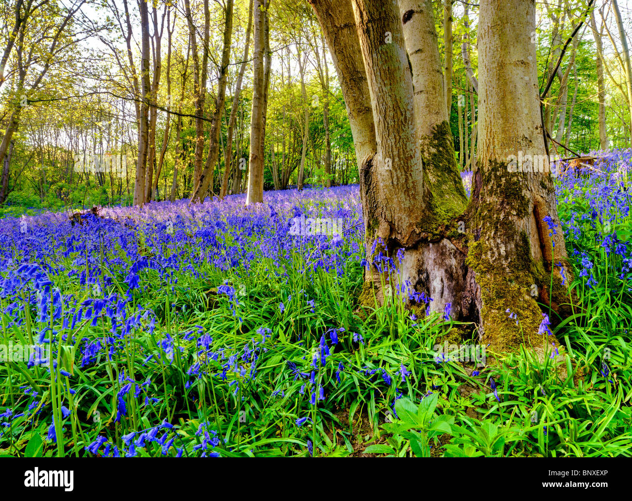 Bluebell Wood Kent Stock Photo - Alamy