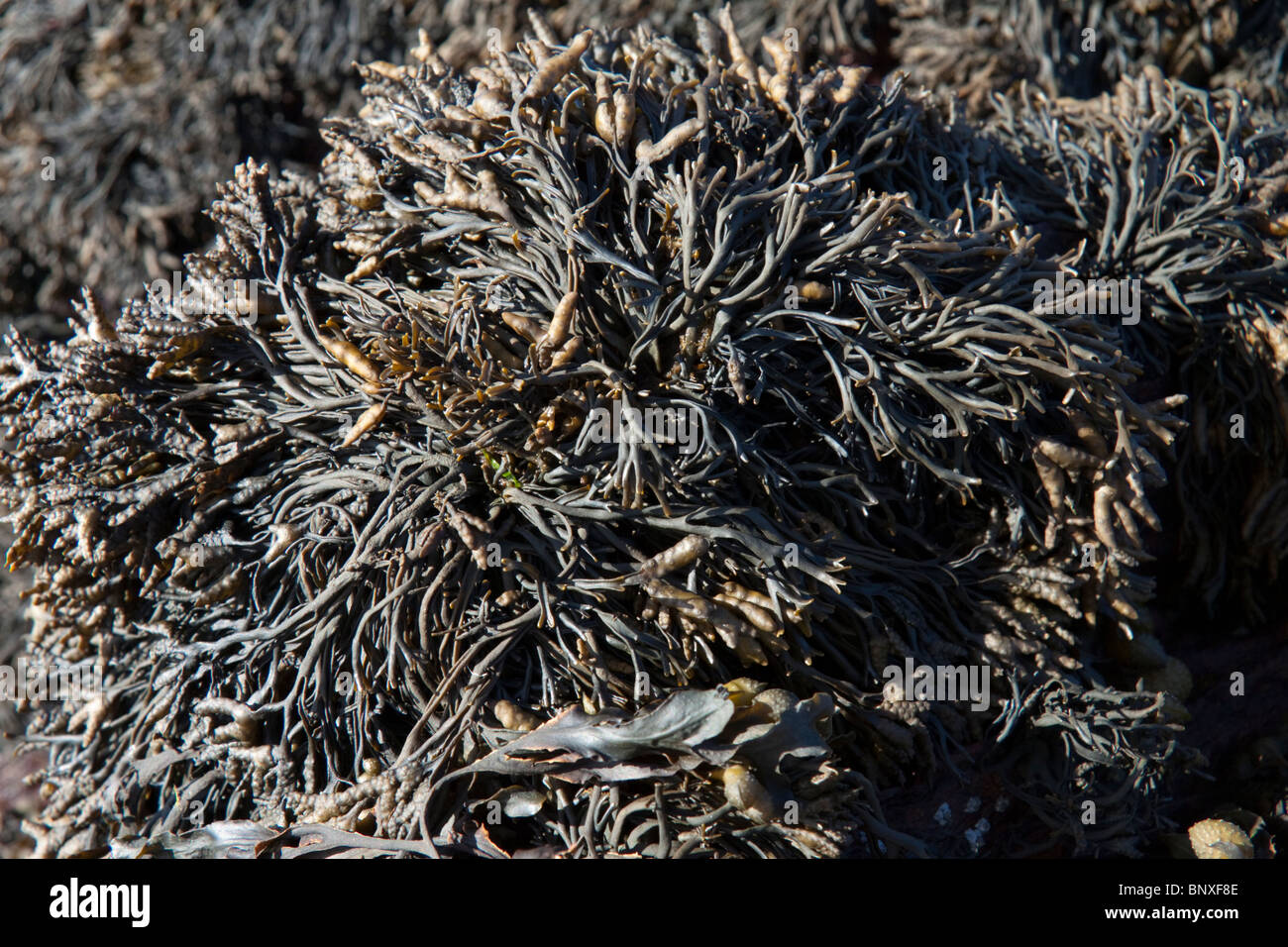 Channelled wrack, Pelvetia canaliculata Stock Photo - Alamy