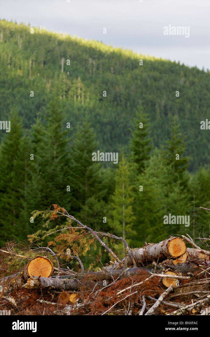 Logging on Vancouver Island BC Canada Stock Photo - Alamy
