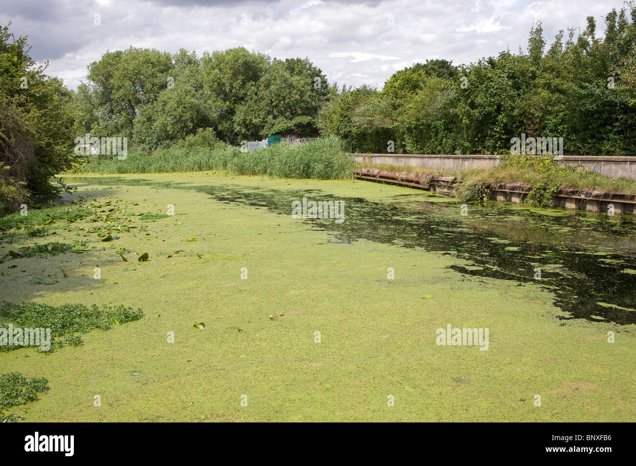 Algae, river Gipping, Ipswich, Suffolk, UK Stock Photo - Alamy
