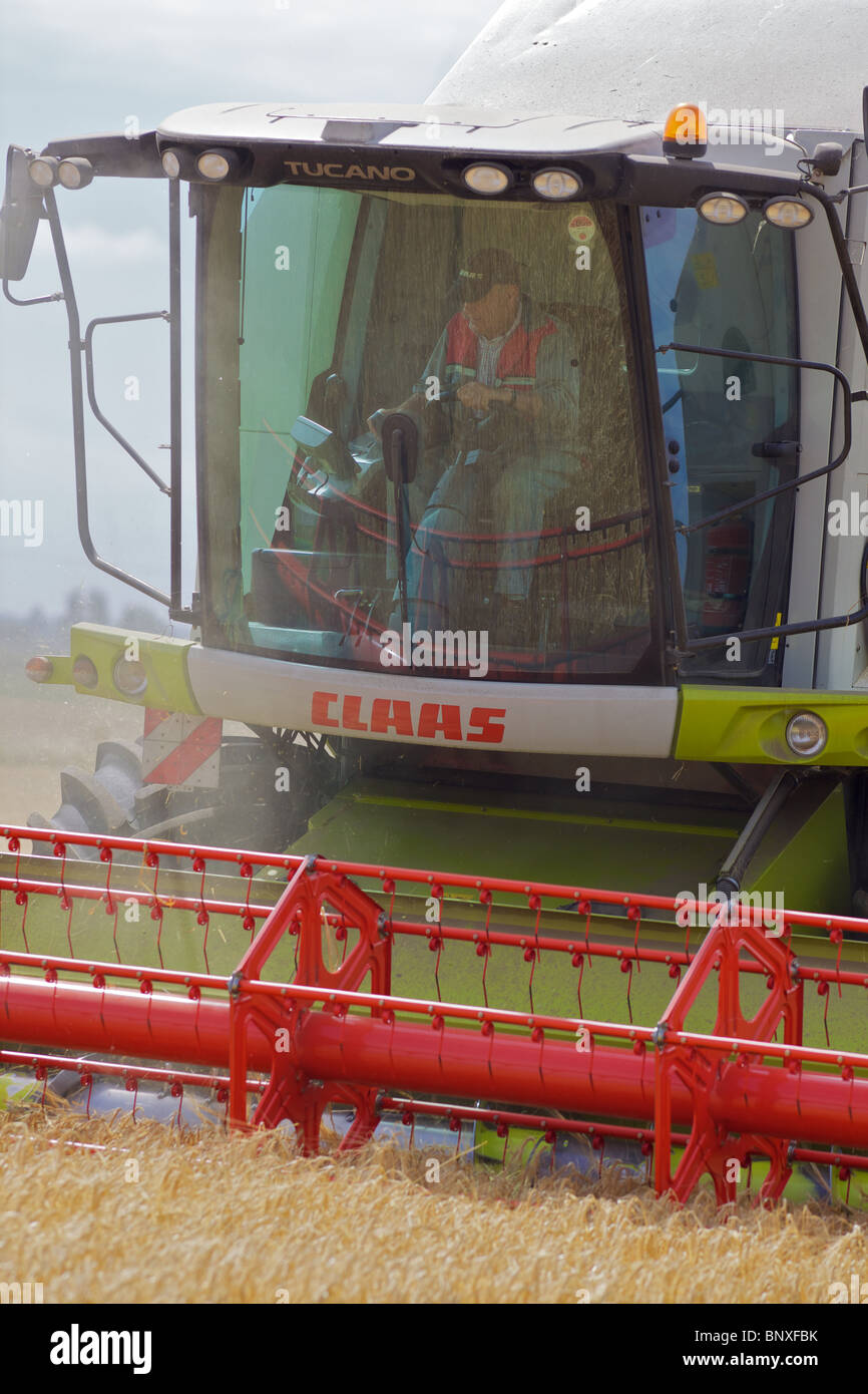 Cutting the wheat in England Stock Photo - Alamy
