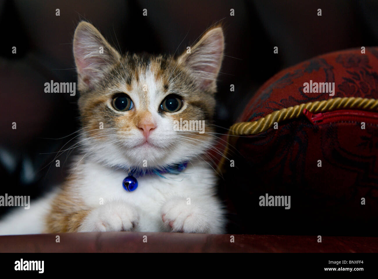 A cute looking kitten Stock Photo - Alamy