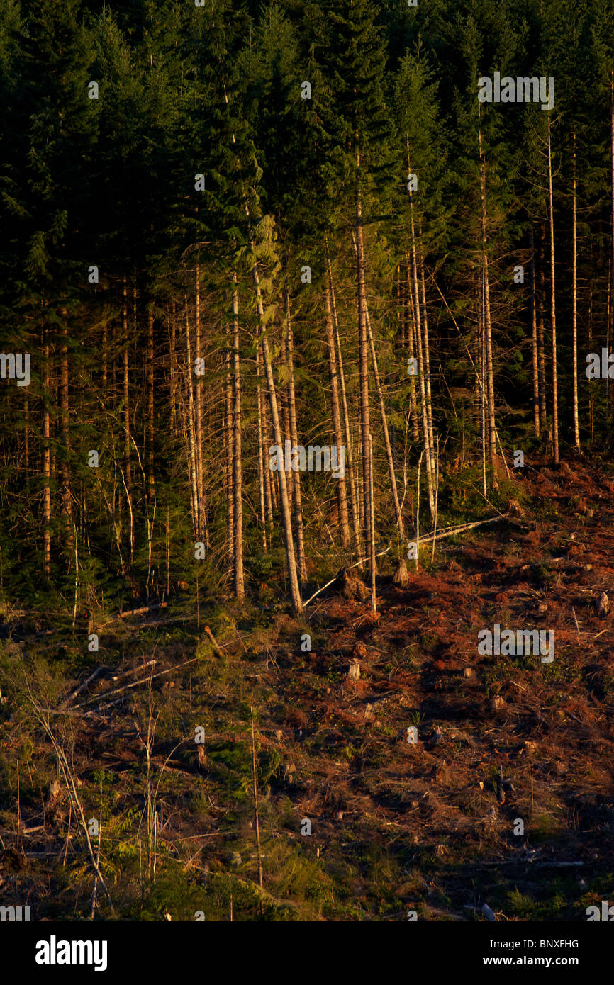 Logging on vancouver island bc hi-res stock photography and images - Alamy