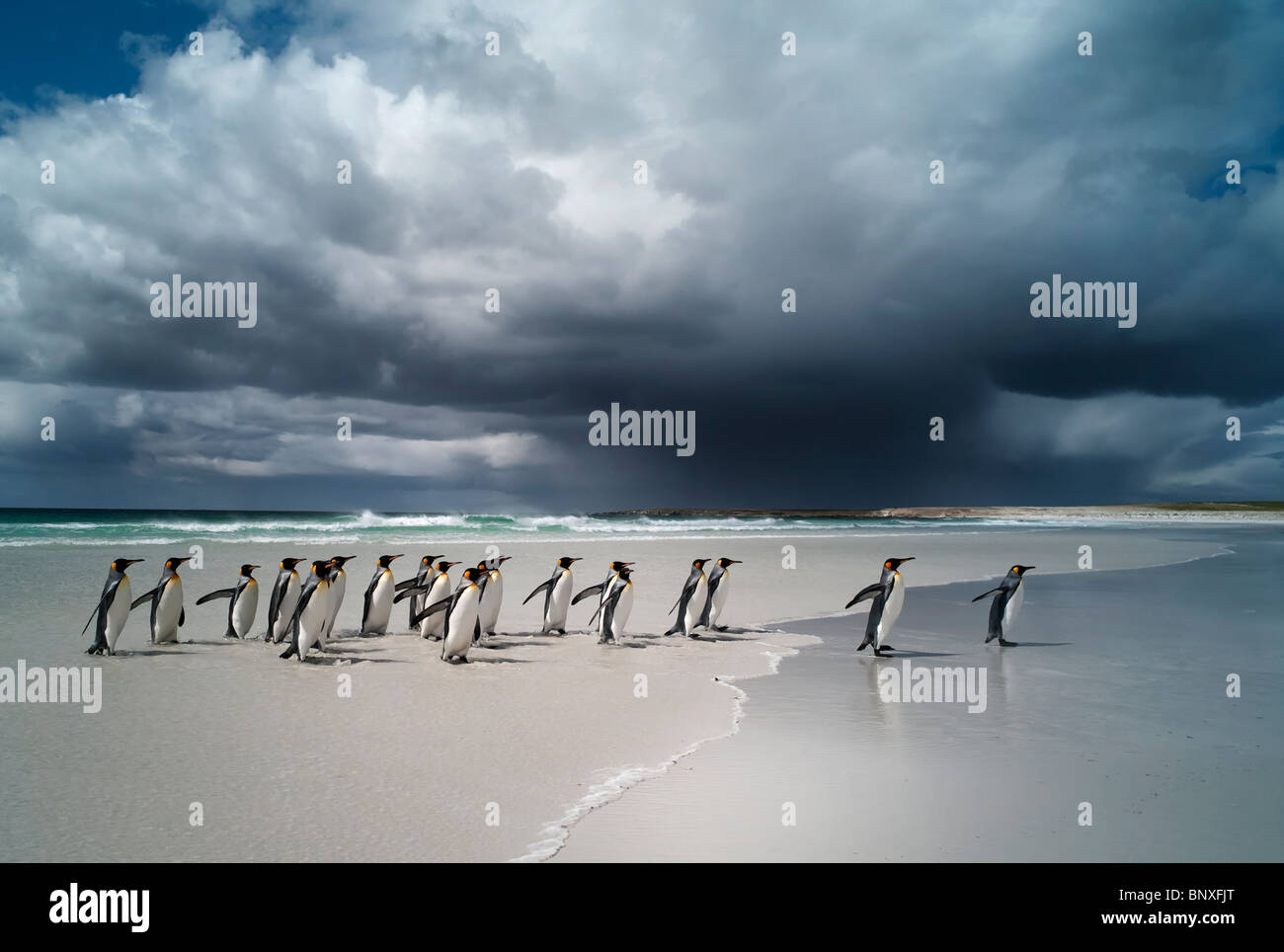 King penguins at Volunteer Point East Falklands Stock Photo - Alamy