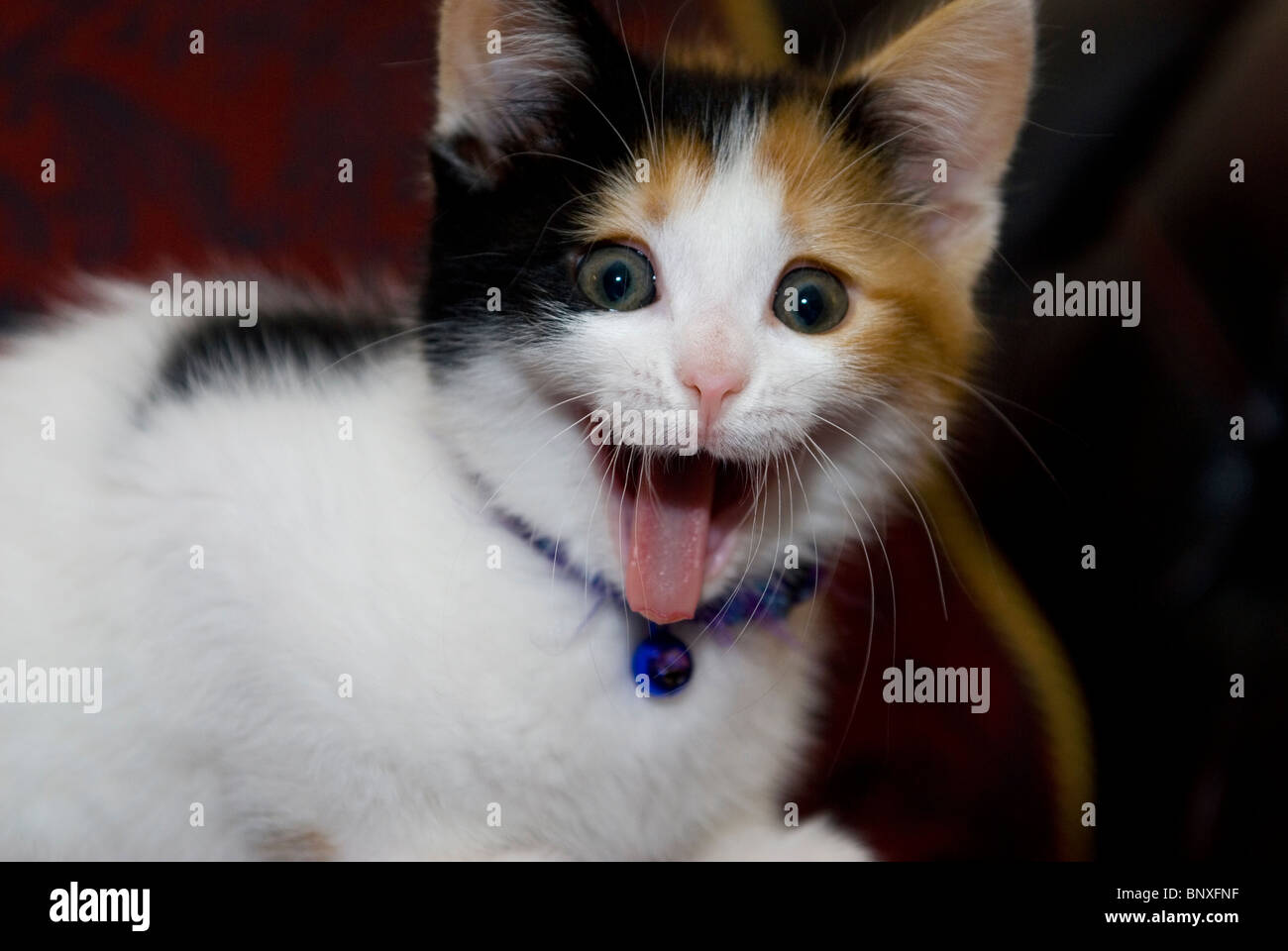A startled young kitten Stock Photo - Alamy