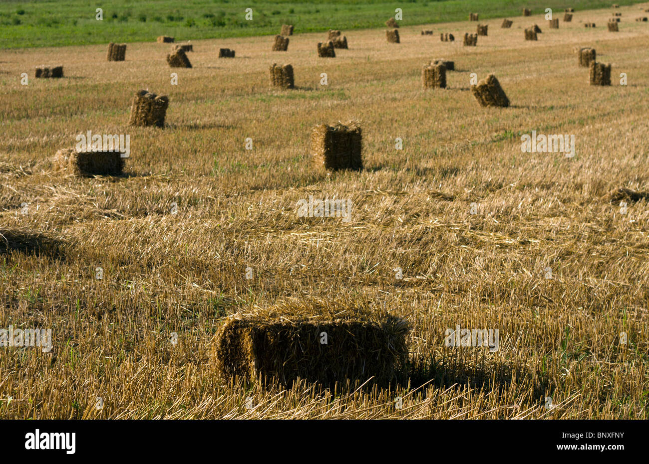 Field of cut hay hi-res stock photography and images - Alamy