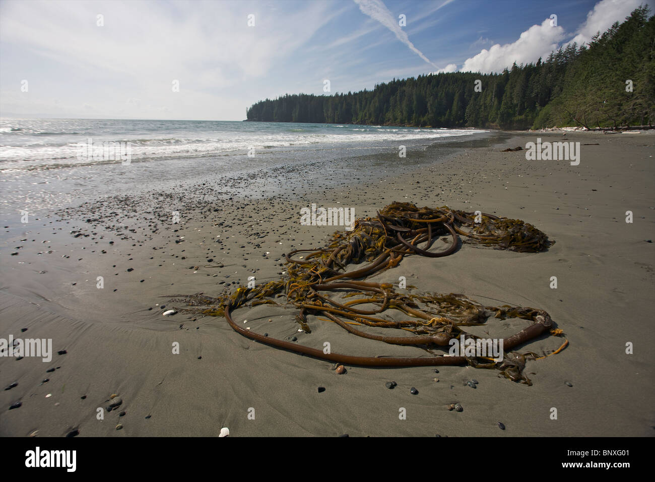 China beach vancouver island hi-res stock photography and images - Alamy