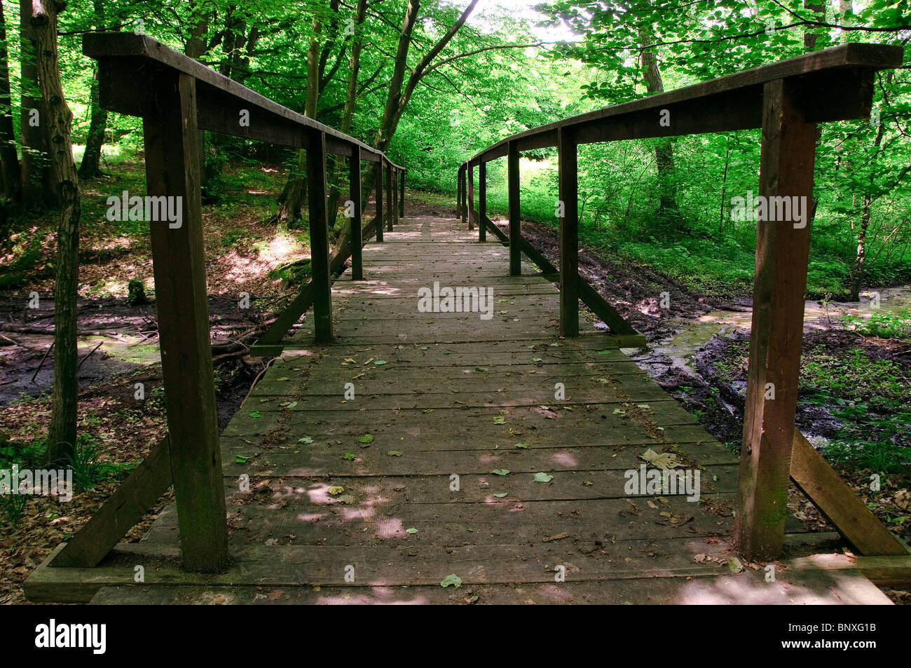 Wooden bridge in the forest Stock Photo - Alamy
