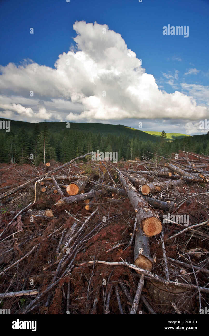 Logging on vancouver island bc hi-res stock photography and images - Alamy
