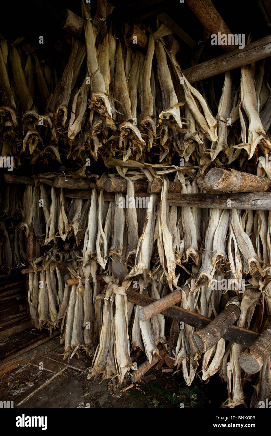 Lofoten dry cod hi-res stock photography and images - Alamy