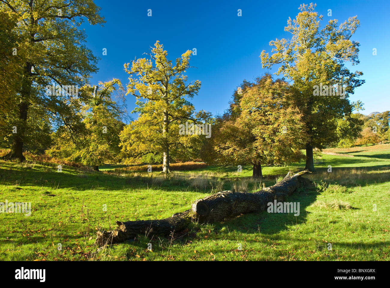 The English tree stand alone in the countryside Stock Photo - Alamy