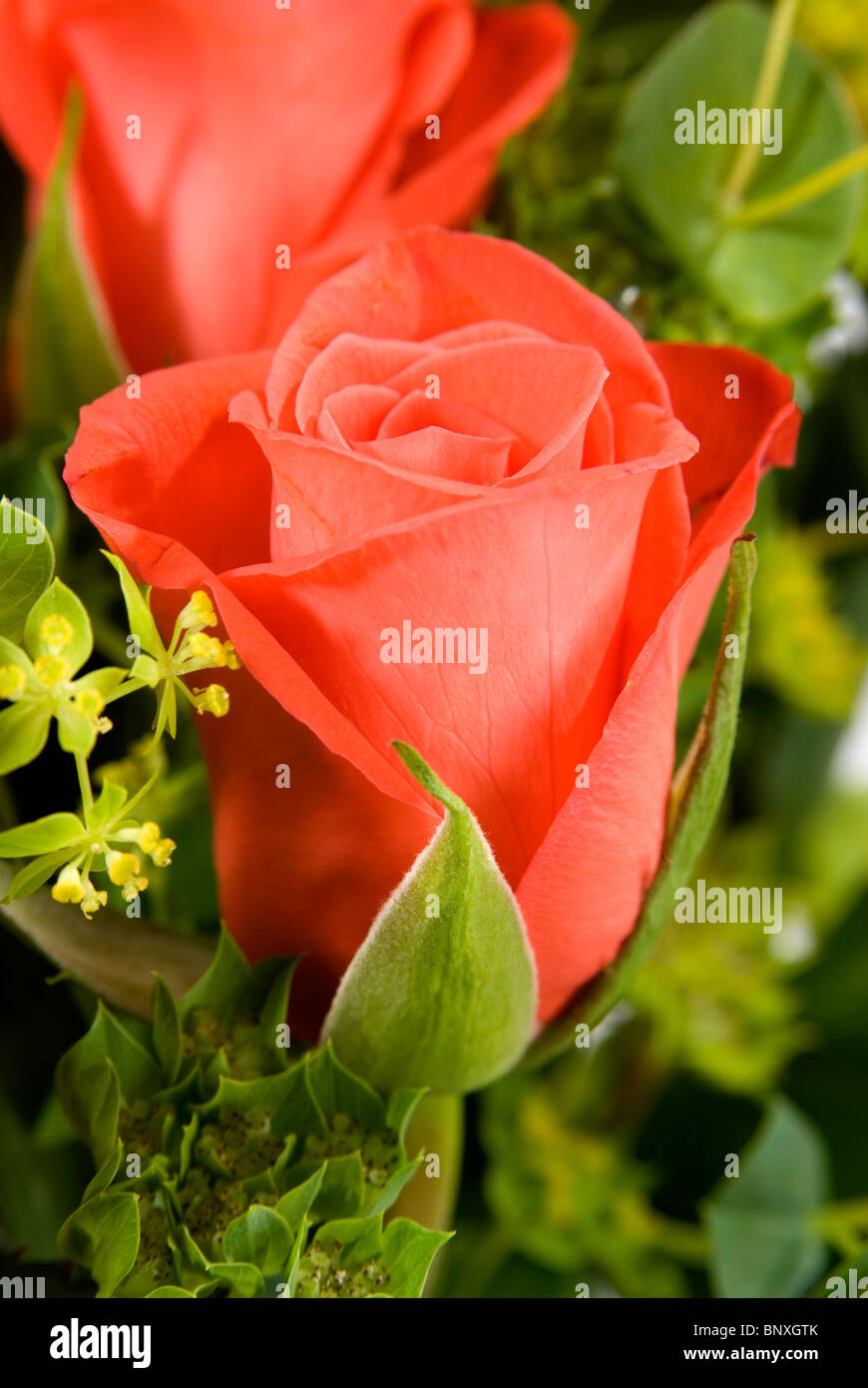 The red rose flower w green leaves Stock Photo - Alamy