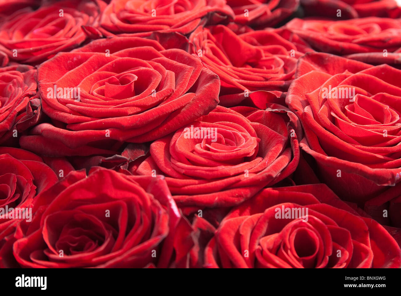The bunch of big red roses Stock Photo - Alamy