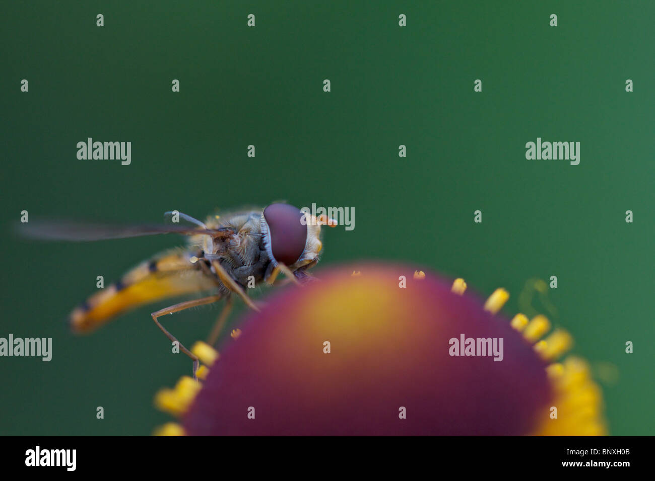 Hoverfly flower hi-res stock photography and images - Alamy