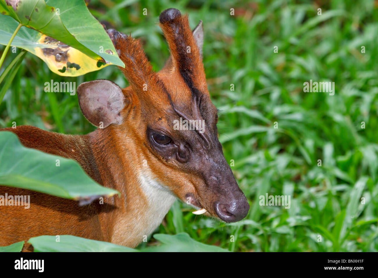 Muntjac, Muntiacus muntjak Stock Photo - Alamy