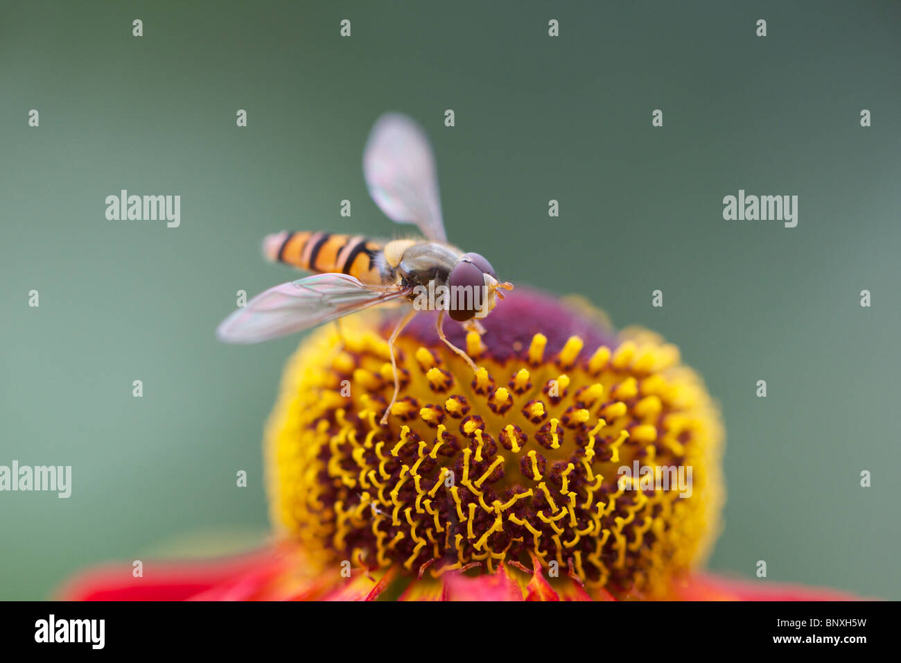 Hoverfly flower hi-res stock photography and images - Alamy