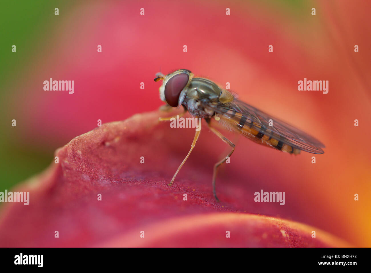 Close up photo of hoverfly hi-res stock photography and images - Alamy