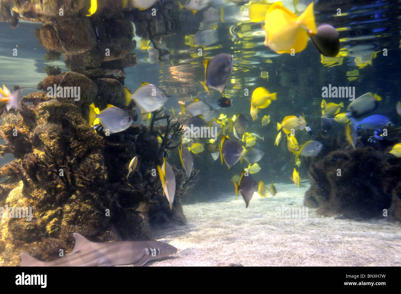 Deep aquarium in hull england hi-res stock photography and images - Alamy