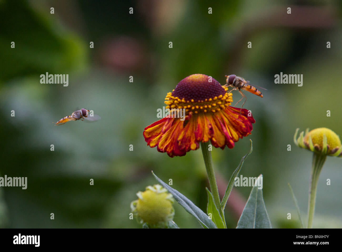 Close Up Photo Of Hoverfly High Resolution Stock Photography and Images ...
