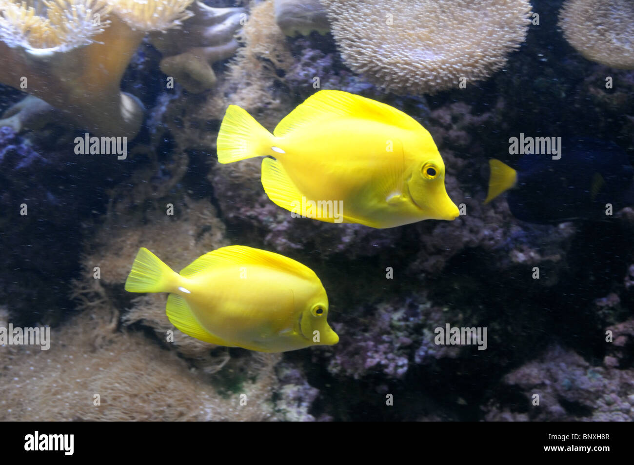 The Deep Submarium In Hull Yorkshire Stock Photo - Alamy