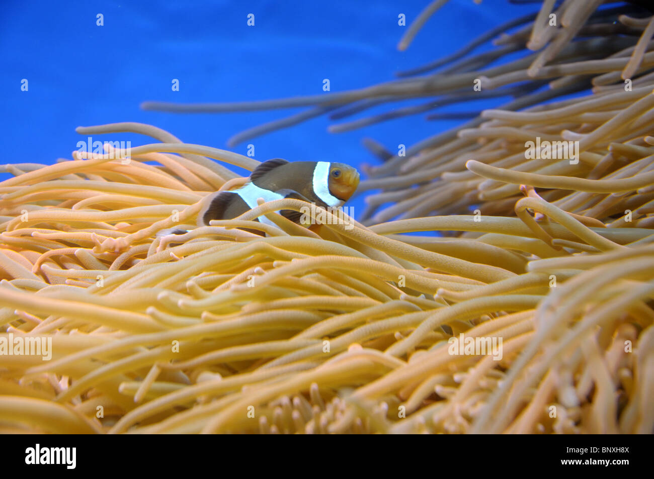 Deep aquarium in hull england hi-res stock photography and images - Alamy