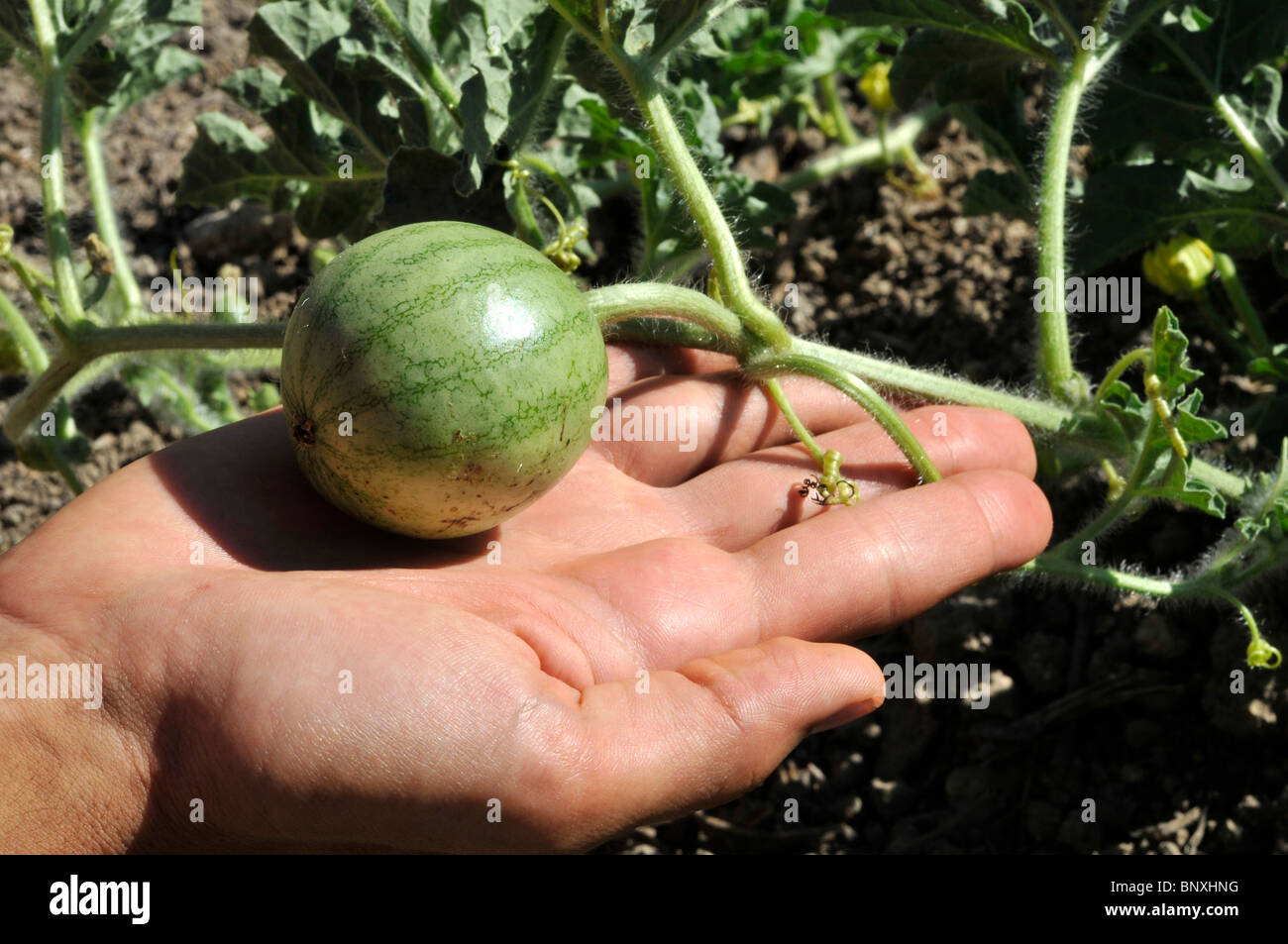 Watermelon in hand hi-res stock photography and images - Alamy