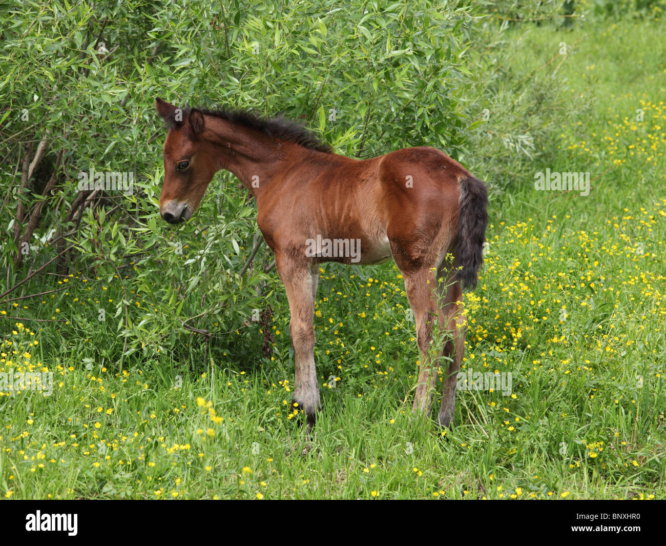 Horse foal field hi-res stock photography and images - Alamy