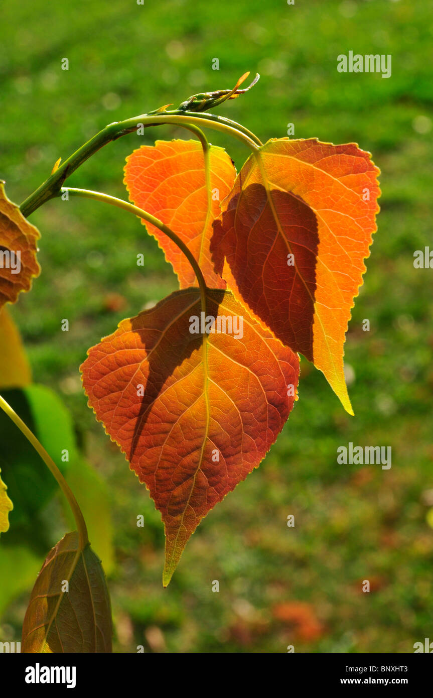 Black poplar leaves in the spring Stock Photo - Alamy