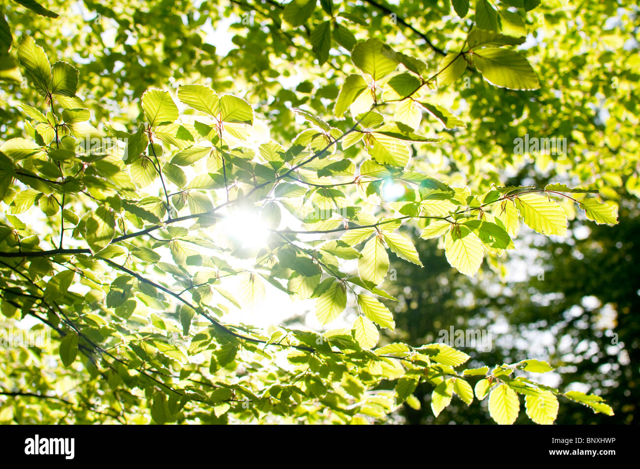 Beam tree leaves hi-res stock photography and images - Alamy
