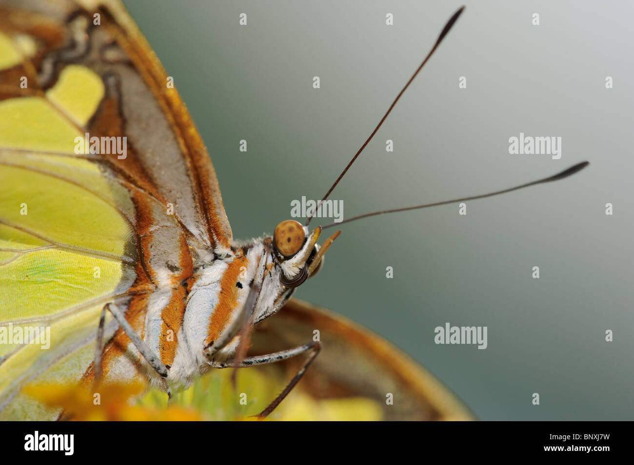 Closeup of the head and antennas of a yellow butterfly Stock Photo - Alamy
