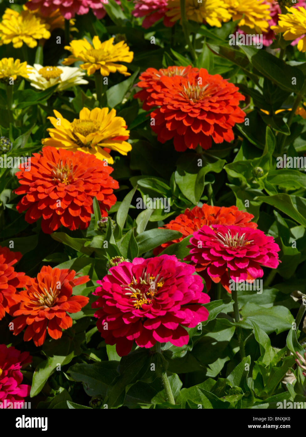 A close up details of colourful Zinnias in the Flower Garden at Bouges ...