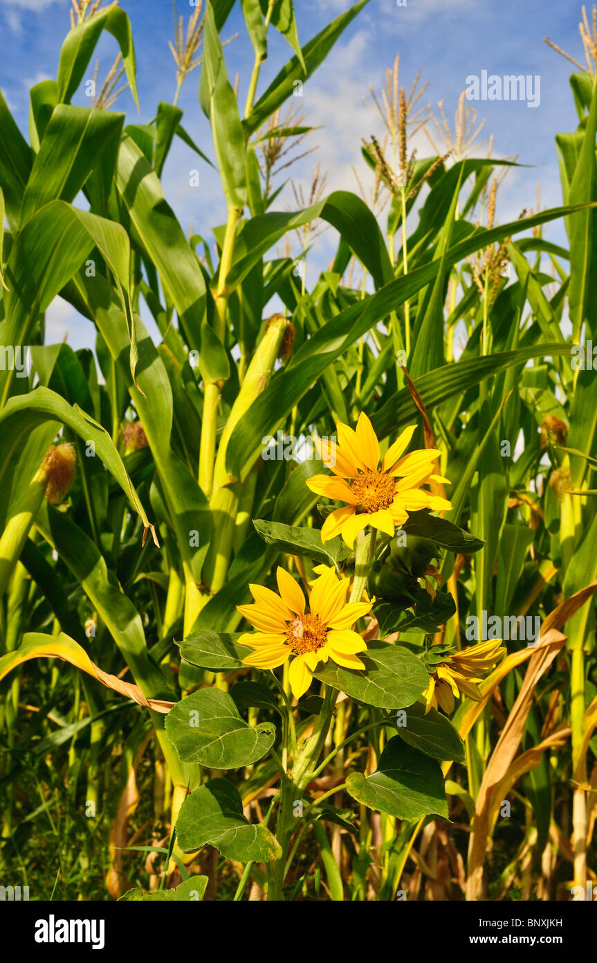 Isolated Sunflower High Resolution Stock Photography and Images - Alamy