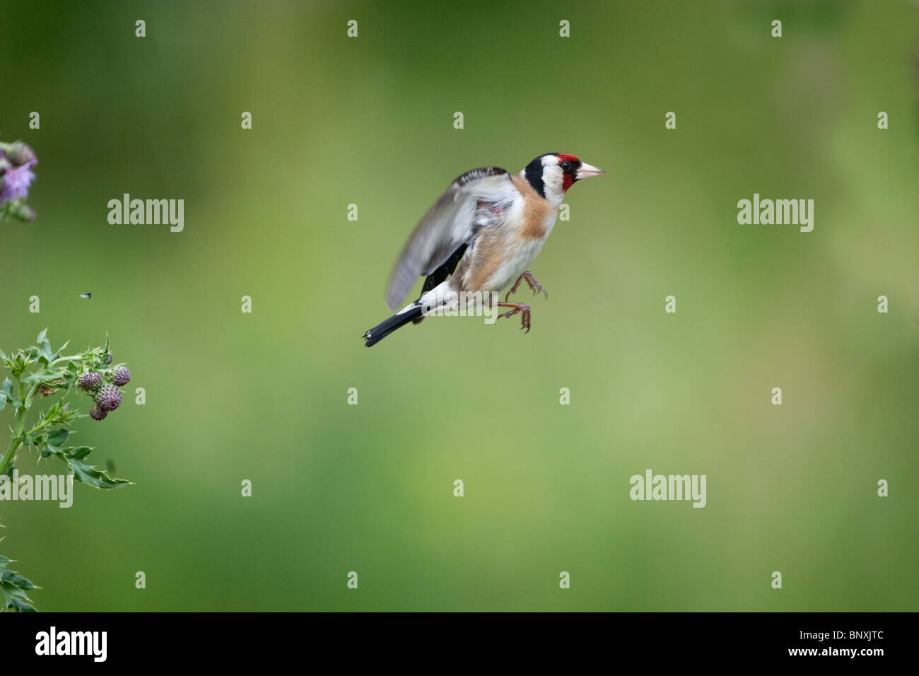Goldfinches flying hi-res stock photography and images - Alamy