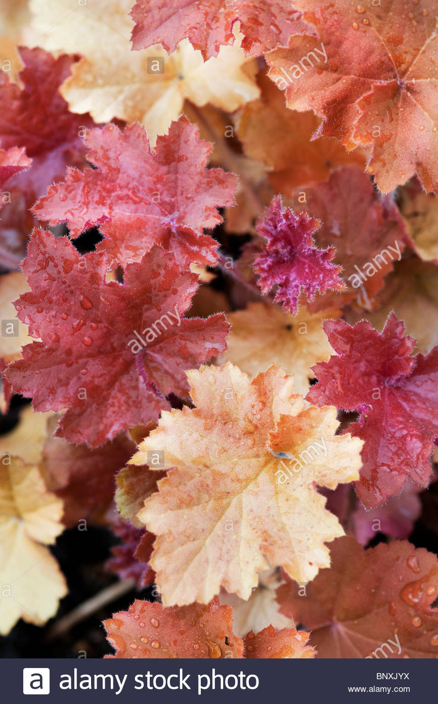 Heuchera Caramel Stock Photos & Heuchera Caramel Stock Images - Alamy