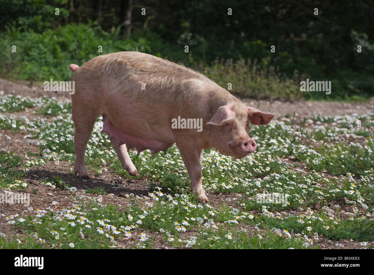 Female pig hi-res stock photography and images - Alamy