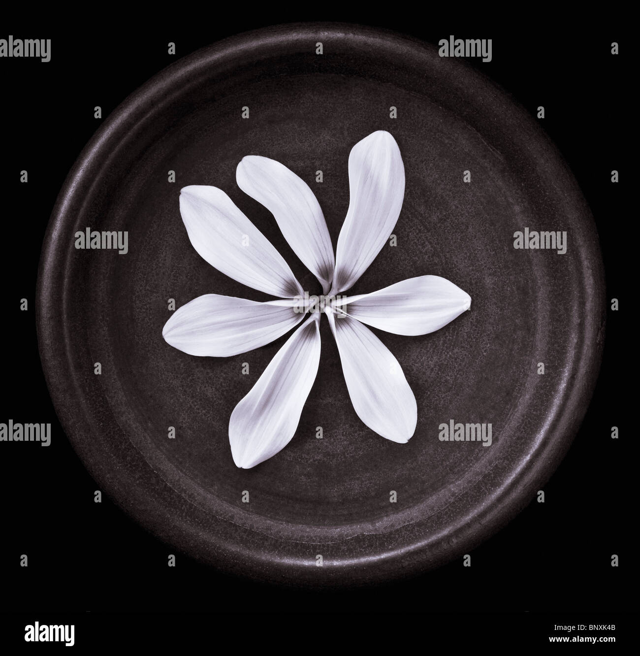 Seven petals hi-res stock photography and images - Alamy