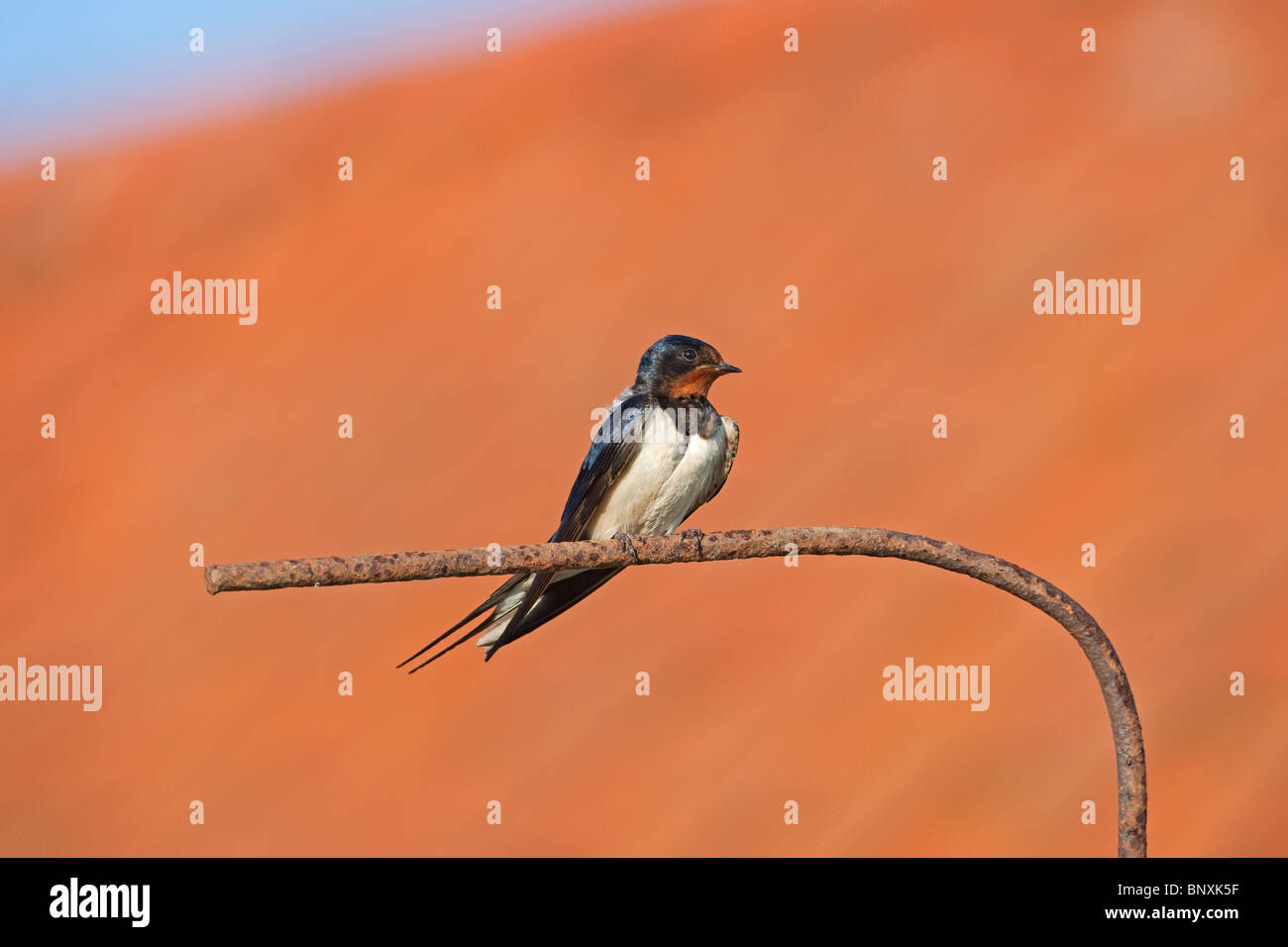 Swallow Hirundo rustica perched near farm building Stock Photo - Alamy