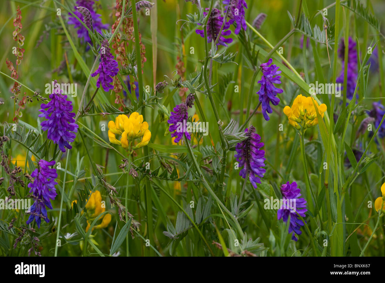 Tufted Vetch Vicia cracca & Meadow Vetchling Lathyrus pratensis Stock ...