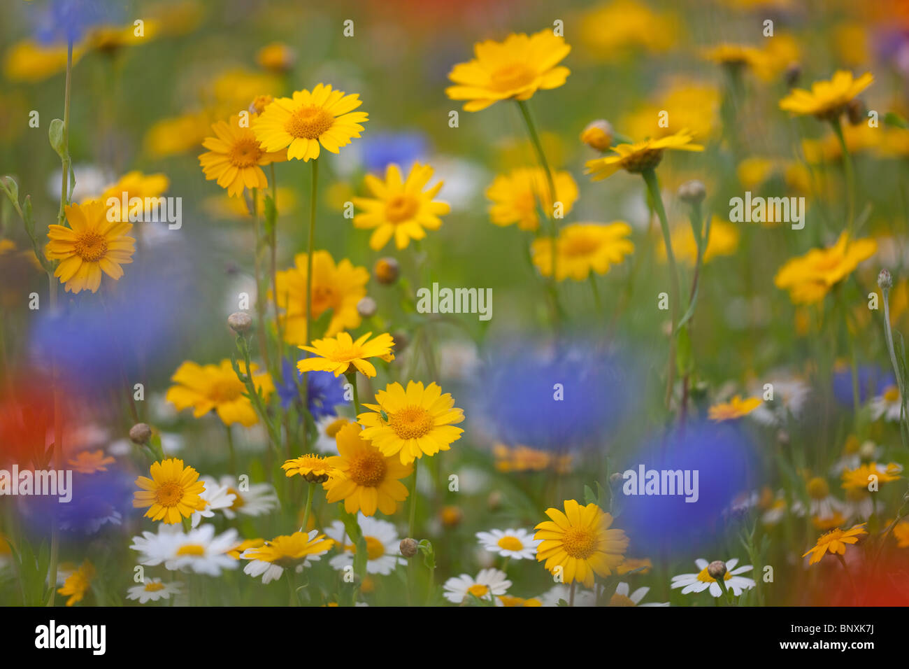 wildflower meadow in summer.poppies corn marigolds Glebionis segetum ...