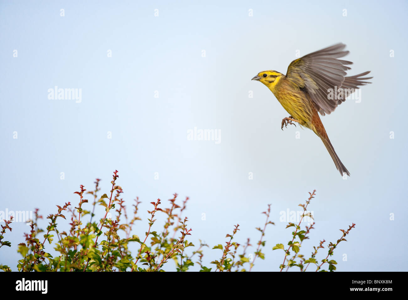 Yellowhammer Emberiza citrinella in Flight Stock Photo - Alamy