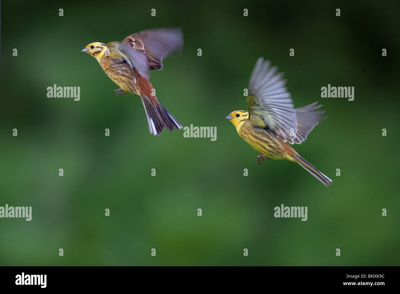 Yellowhammer Emberiza citrinella in Flight sequence Stock Photo - Alamy