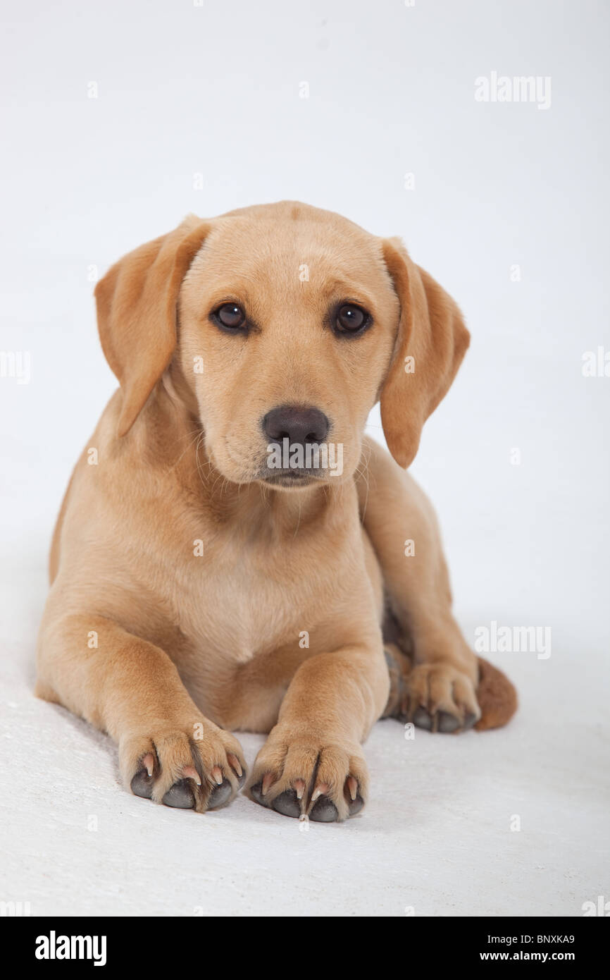 Yellow Labrador Puppy at 14 weeks old Stock Photo - Alamy