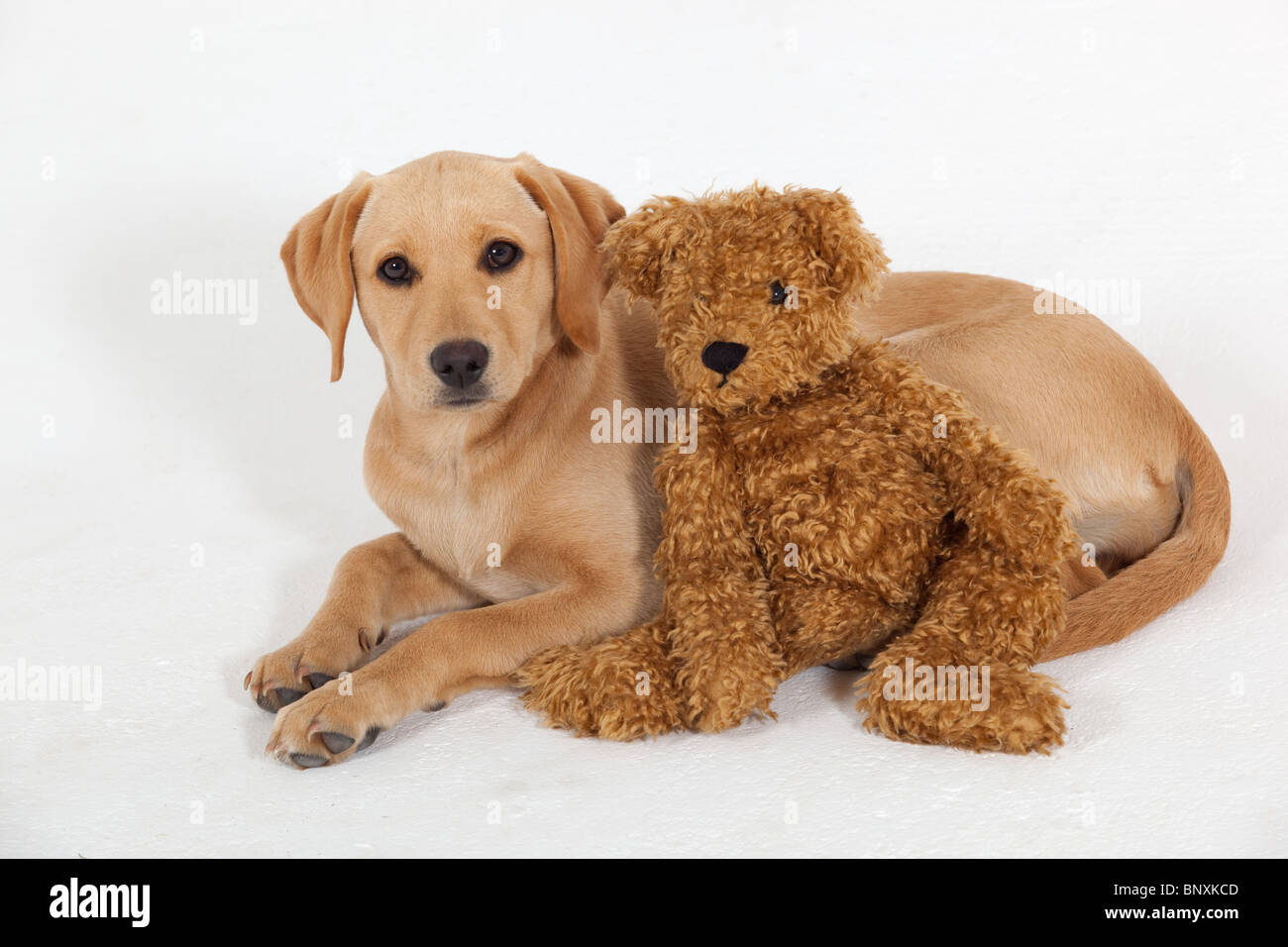 Yellow Labrador Puppy playing with cuddly Teddy Bear Stock Photo - Alamy